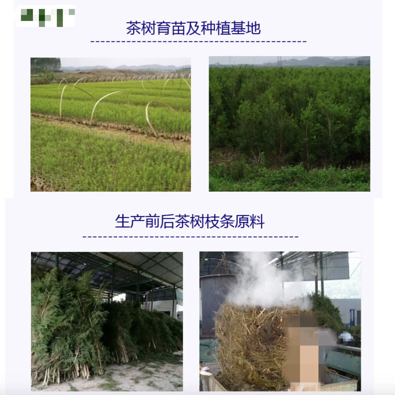 Wholesale Pure Tea Tree Essential Oil In Bulk 200l Drum Aroma Tea Tree ...