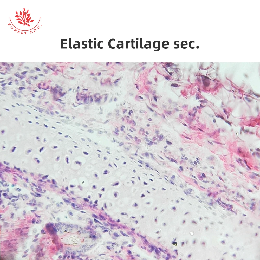 Histology Microscope Slides - Connective Tissue Cartilage
