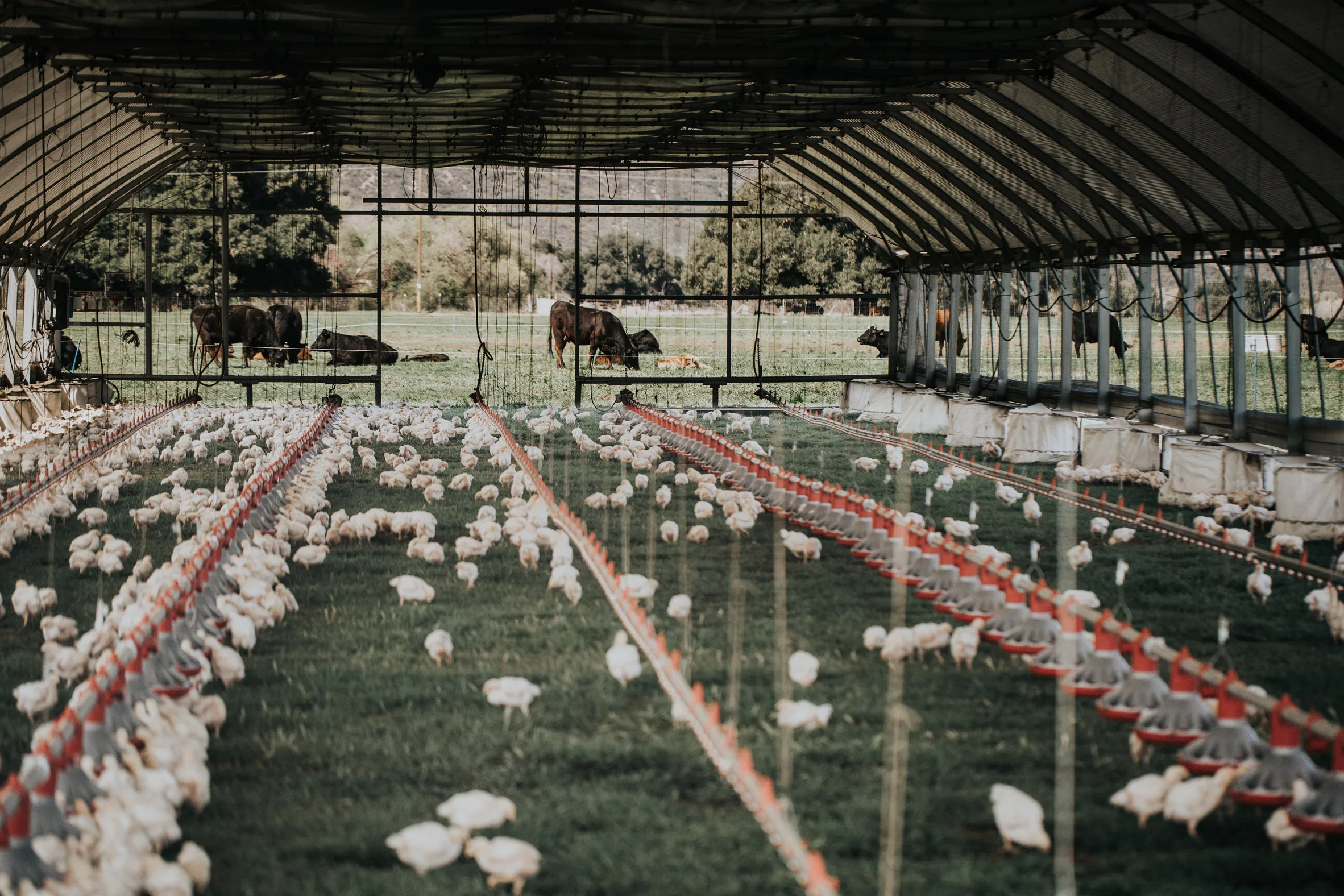 Mobile Broiler House Structures Breeding Greenhouse Solar-powered Robot ...