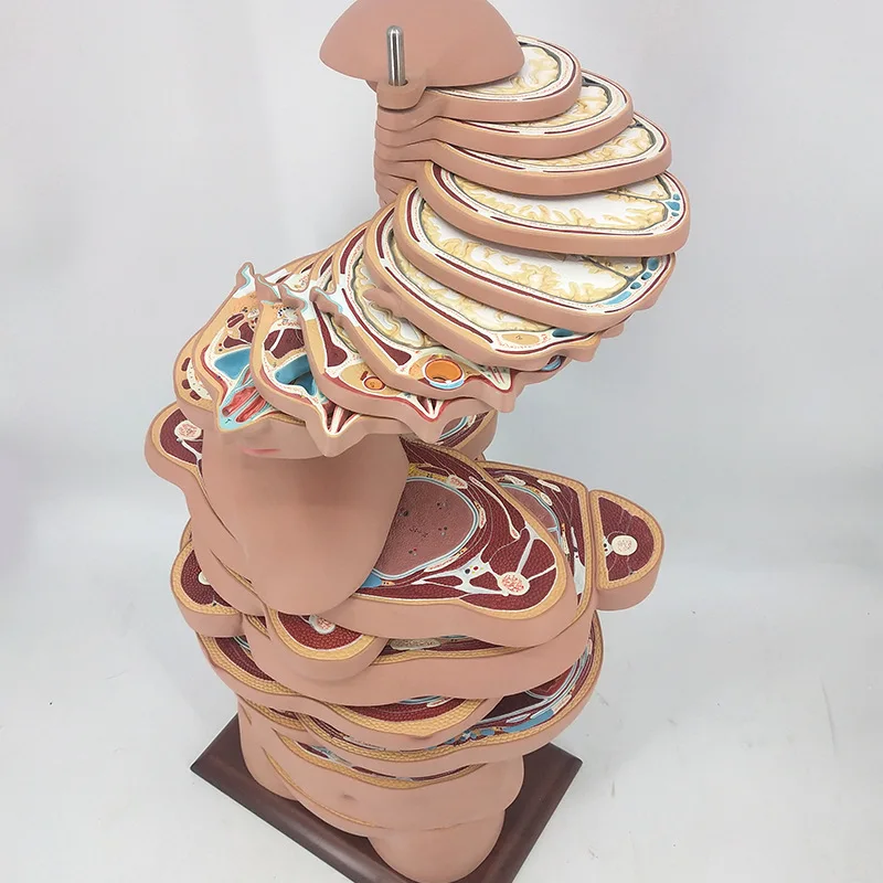 Medical Science Cross-sectional Model of Human Trunk Anatomy and ...