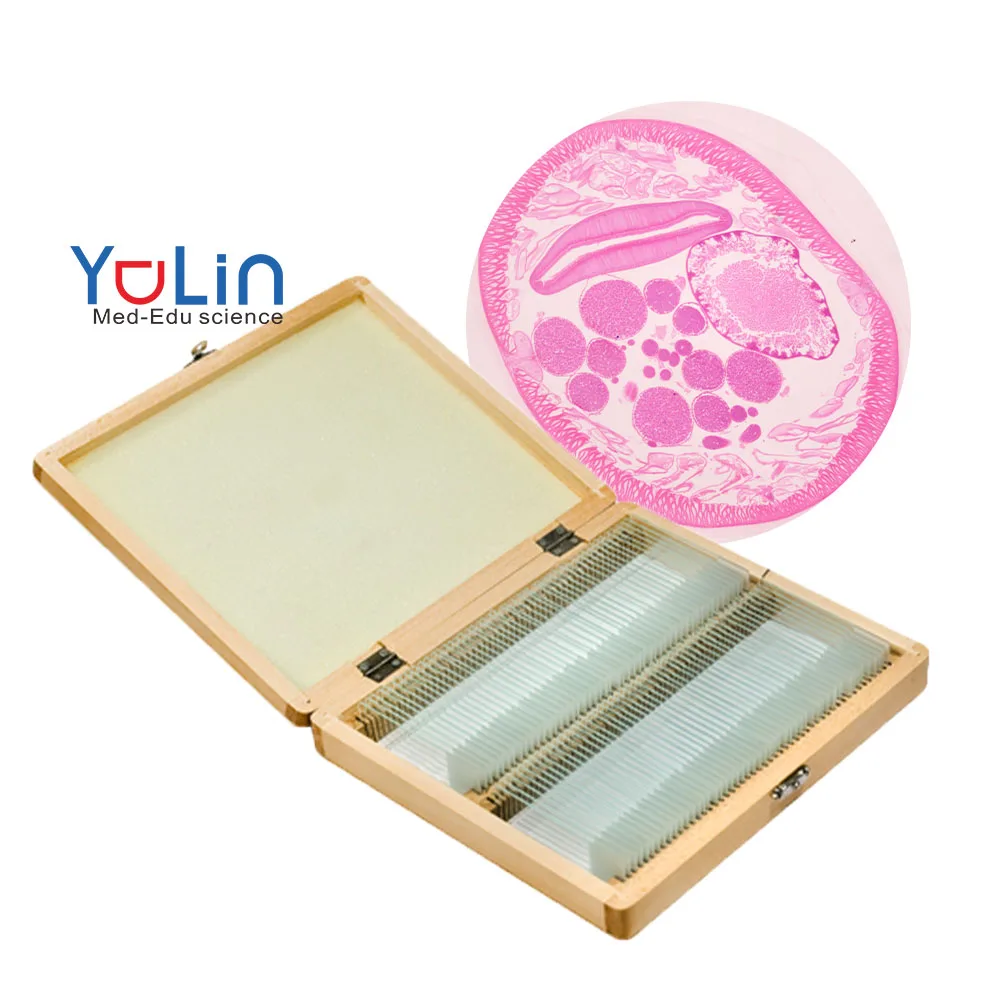 Prepared Slides For Histology Various Microscope Slides Animal Prepared ...