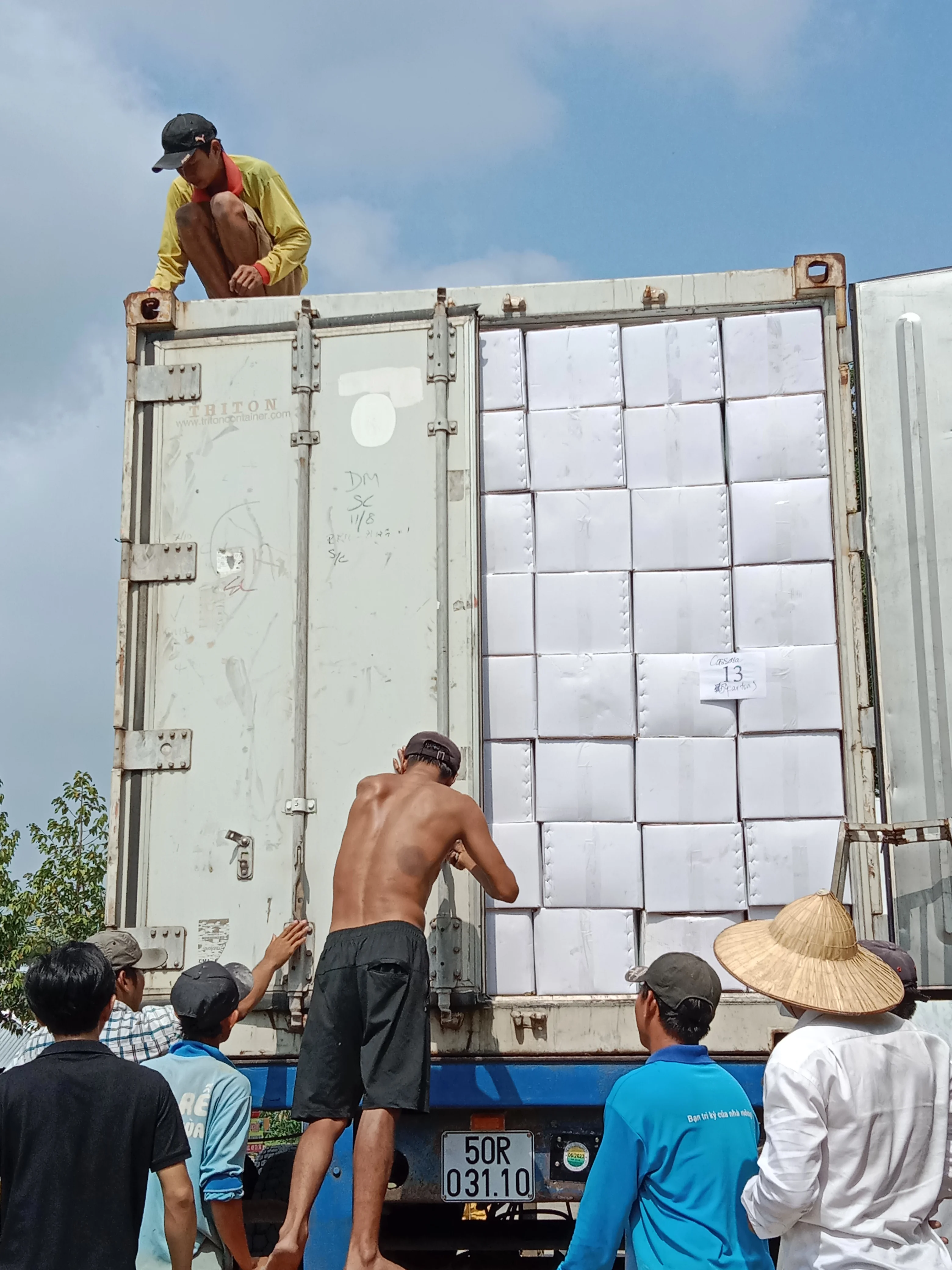Fresh Tapioca Root/ Cassava, IQF Frozen Tapioca, Freeze Crushed Tapioca ...