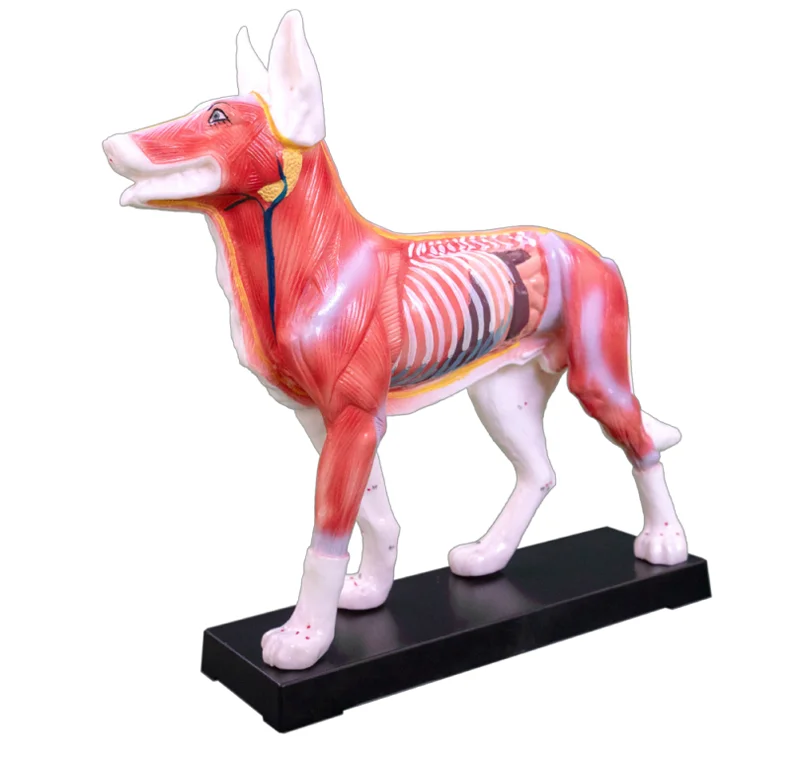 Medical Science Animal Dog Acupuncture Model Animal Skeleton Anatomy ...
