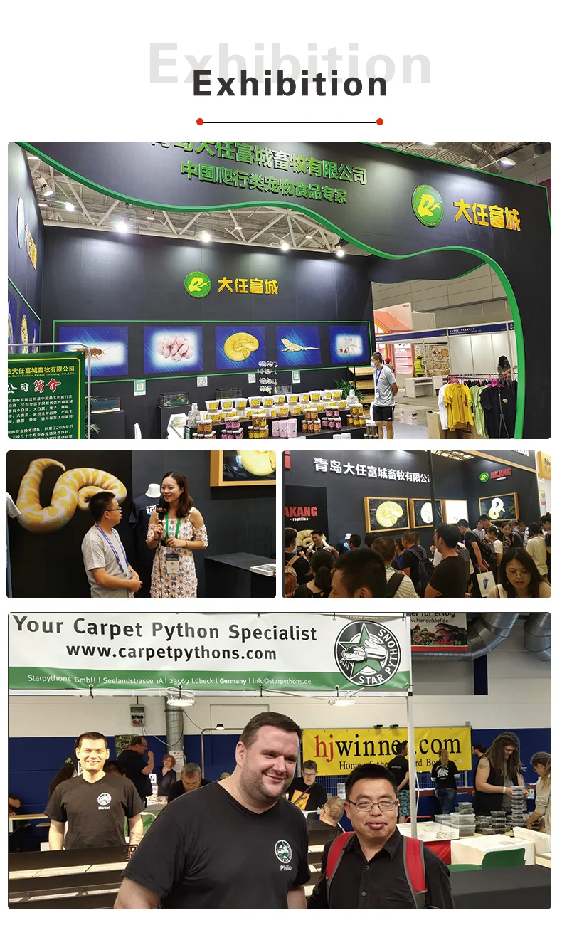 Frozen Mice For Pet Snakes,Lizards,Frogs,Turtles,Crocodiles,Hawks,Cats ...