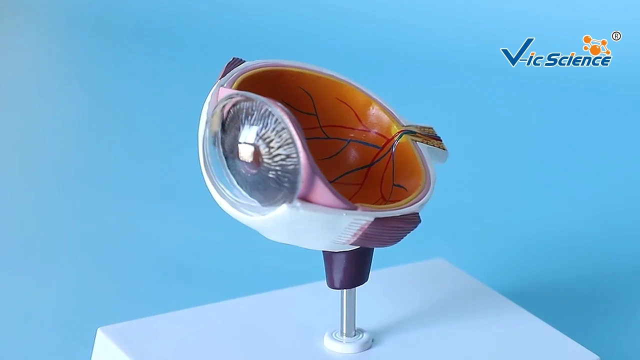 Human 3d Skin Anatomical Model Medical Human Skin Anatomy Teaching ...