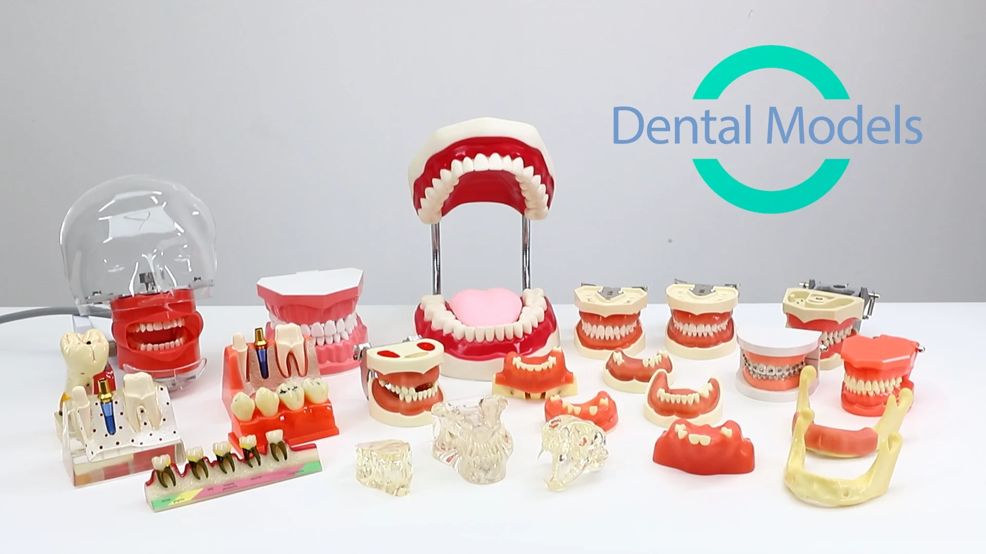 Transparent Dental Implant Model For Patient Education,Dental Implant ...