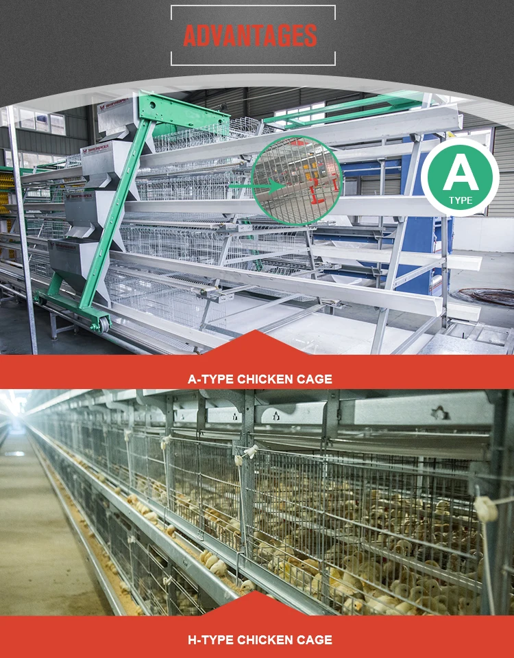 Automatic Battery Brooder for Day Old Chicken Chicks