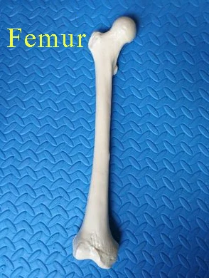 Femur Model Bone Model Human Leg Bone Model - Buy Bone Model,Femur ...