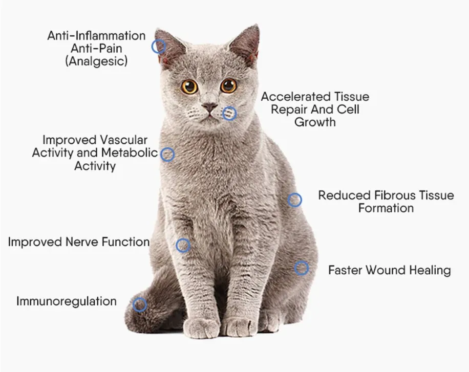 Veterinary Shockwave Therapy Physiotherapy Radial Shock Wave Wounds ...
