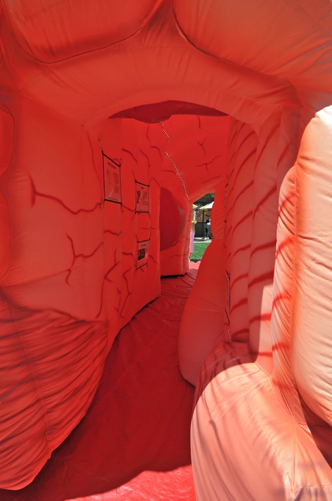 Blow up Brain - Large Inflatable Model for Healthcare Events