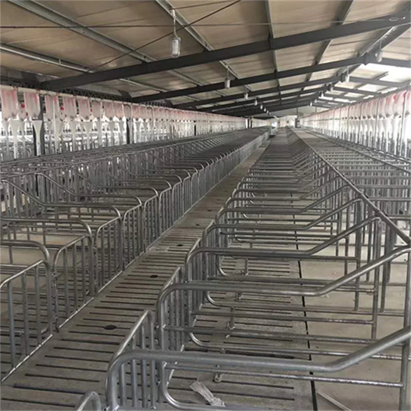 Piggery Farming Hot Dip Galvanized Steel Sow Gestation Cage Gestation ...