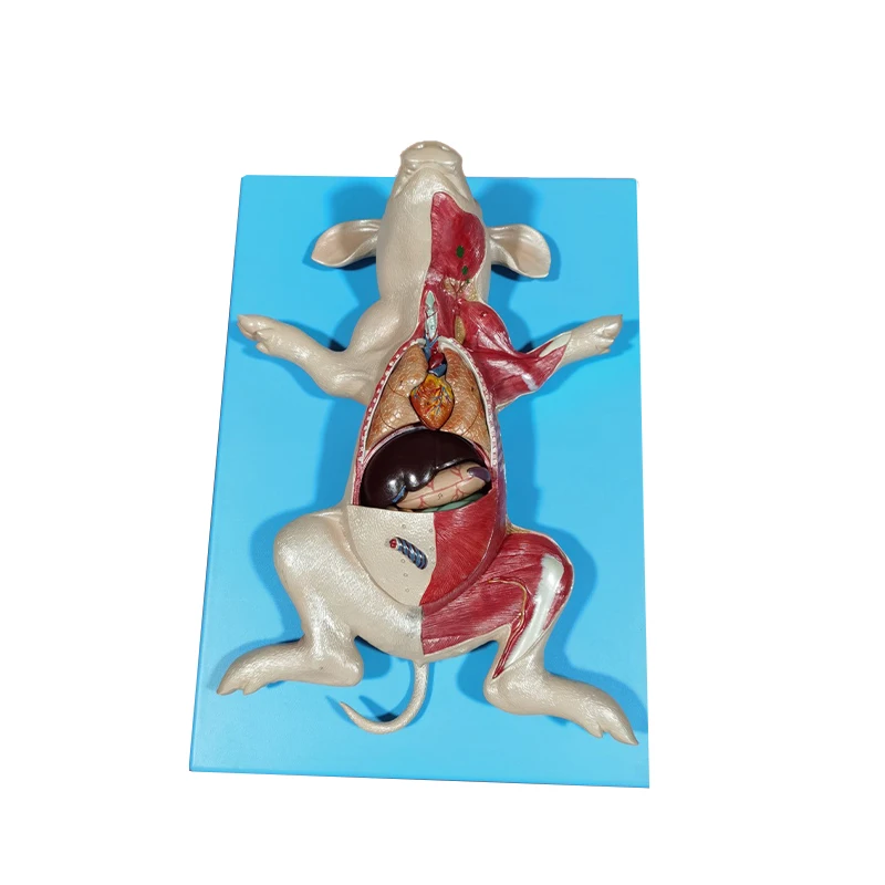 Pig Anatomical Model Animal Specimens Detachable Internal Organs Animal ...