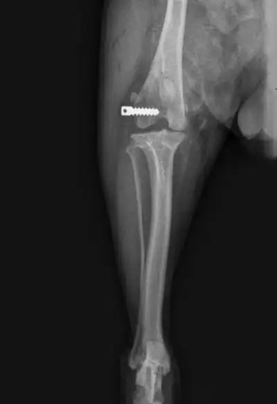 Titanium Anchors for Ligament Joint Repair - Durable Orthopedic ...