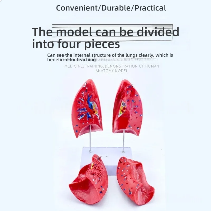 Life-Size Silicone and PVC Respiratory and Thoracic Surgery Training ...