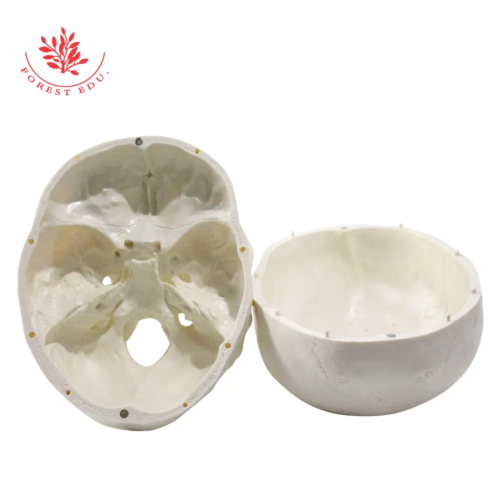 Human Skull Model Life Size White Basic Model With Removable Skullcap ...