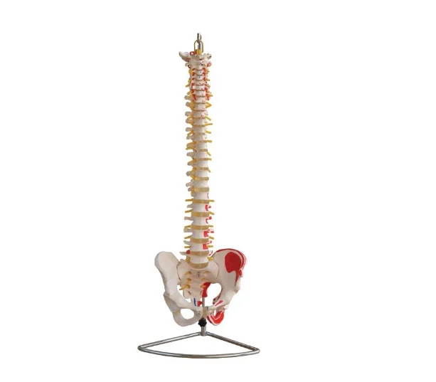 Human Spine Model Vertebral Column Model with Painted Muscles spine ...