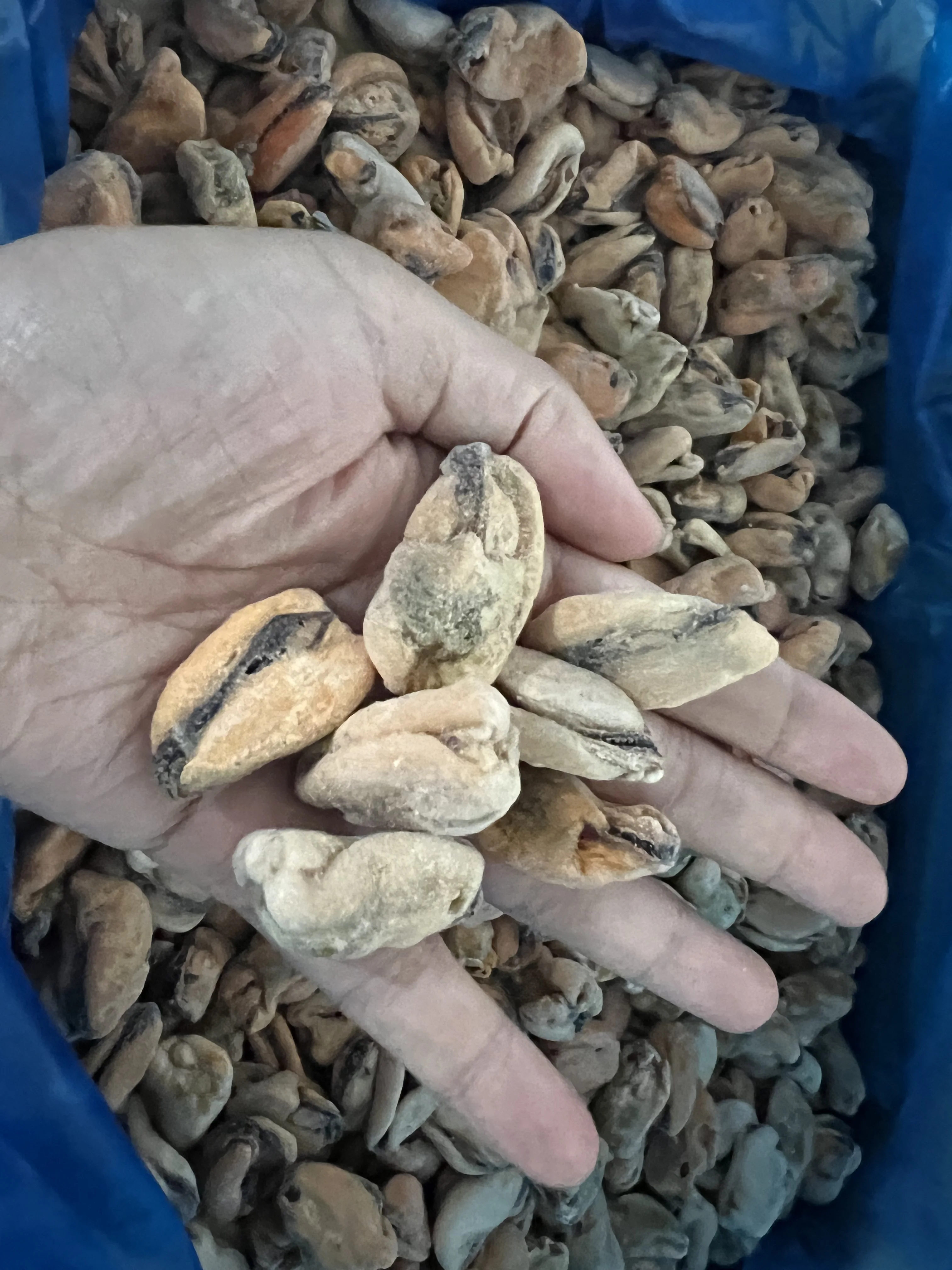 Wholesale Price Frozen Half Shell Mussel - Buy Frozen Mussel Meat ...