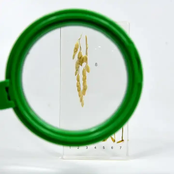 Paddy Rice Germination Specimen Plant Paperweight Taxidermy Collection ...
