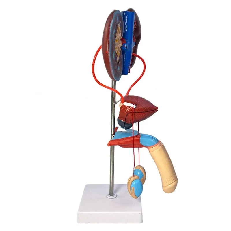 KyrenMed Male Female Genitourinary System Model| Alibaba.com
