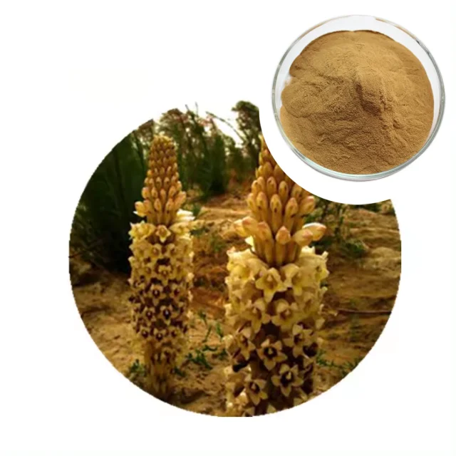 Natural Healthcare Supplement Cistanche Extract/ Cistanche Deserticola ...