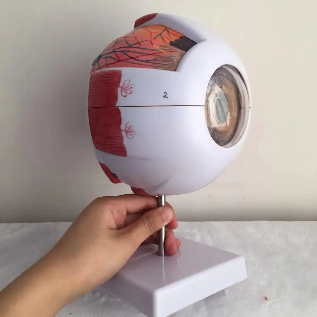 6 Times Magnified Eyeball Model - High-Quality Teaching Resource