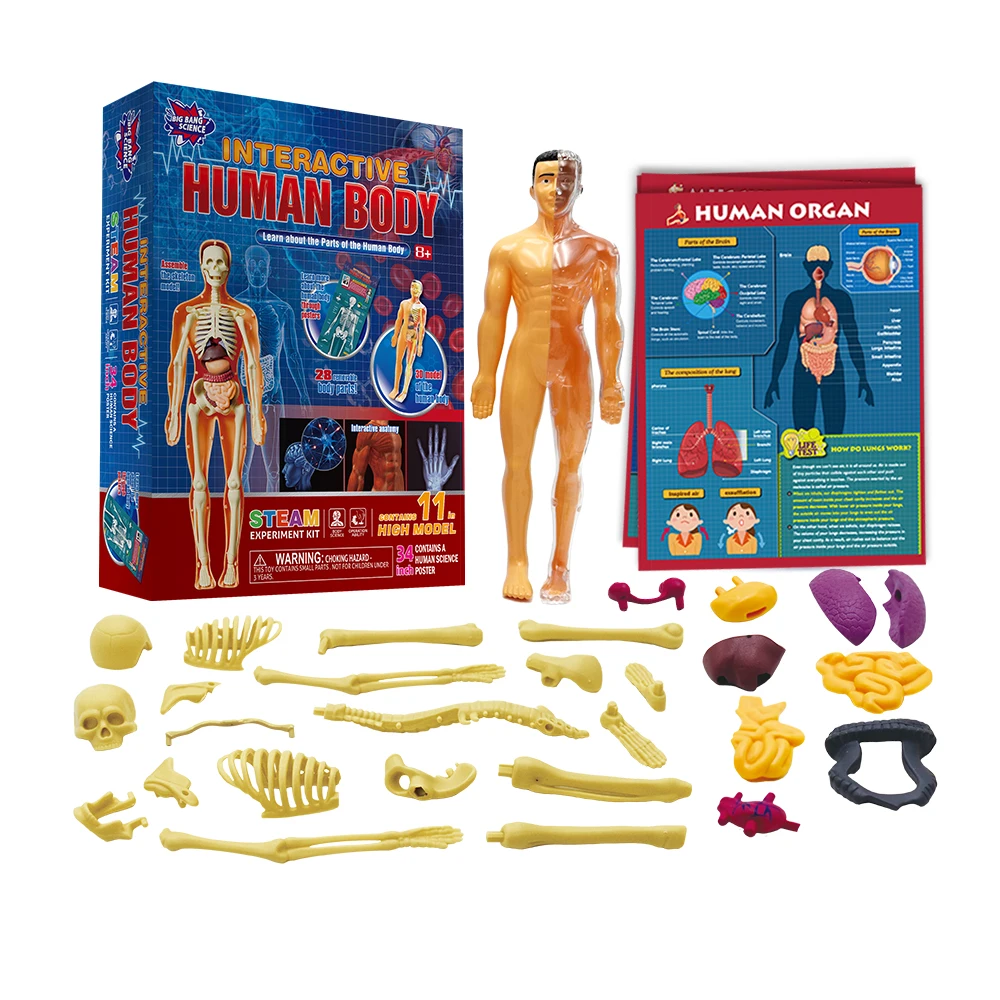 28 Piece Interactive Anatomy Human Body Model Science Kit for Kids ...