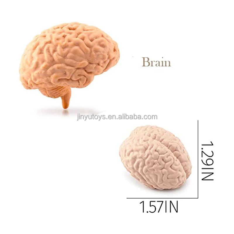 Educational Human Body Anatomy Toys for Kids - Mini Organs