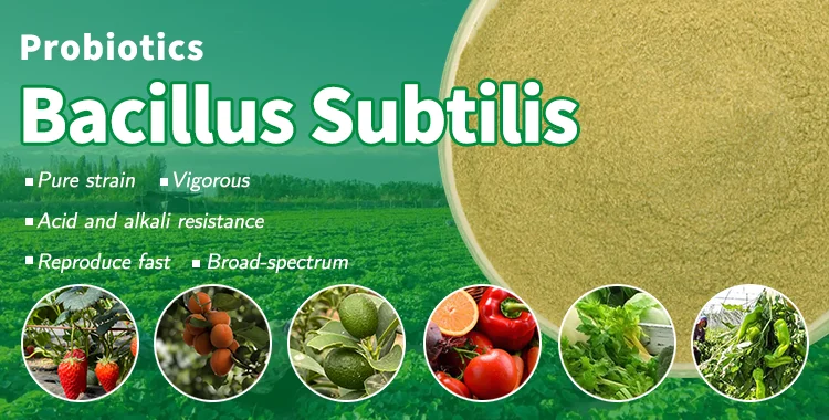 Mycorrhiza Powder Biological Fertilizer Bacillus Subtilis - Buy ...