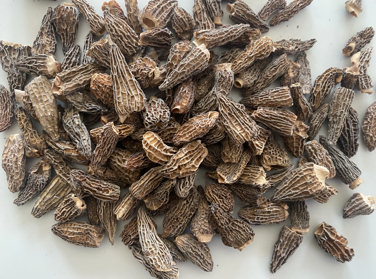 Haoyuan High Quality Sessile Morel 1-3cm Dried Morel Mushroom By ...