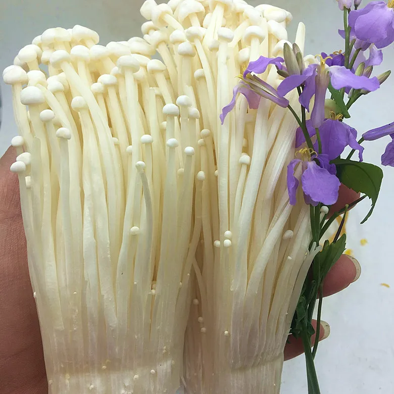 Fresh Enoki Mushroom Price Natural Enoki Mushroom From China - Buy ...