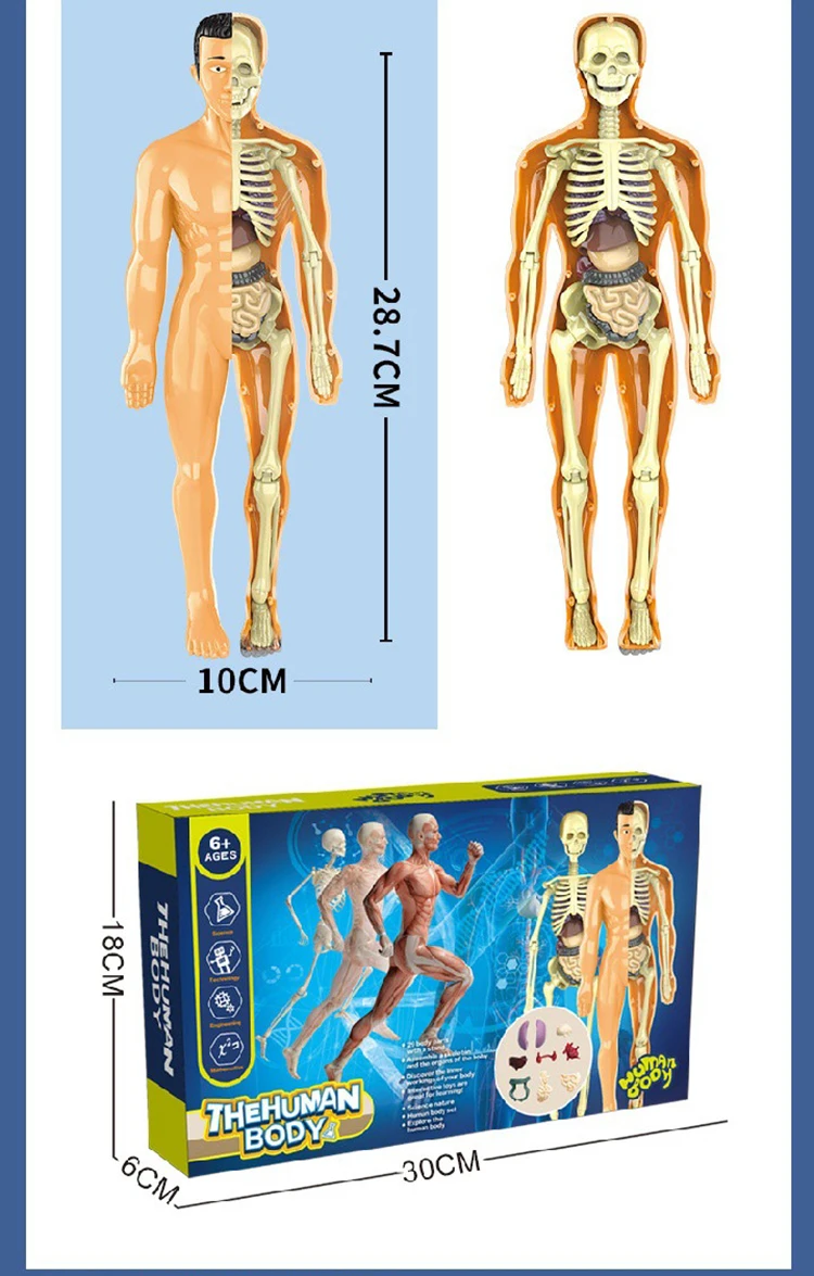 HS Toy Study Human Torso Body Anatomy Plastic Human Body Removable ...