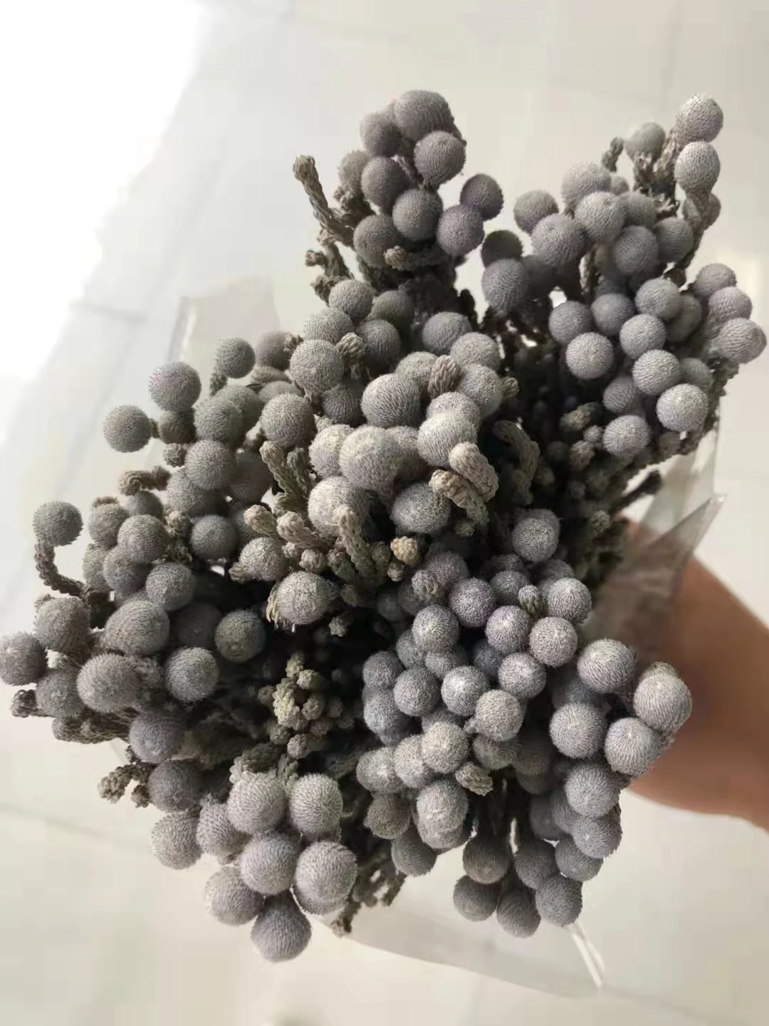 Silver Brunia Berries