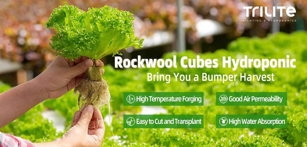 Wool Planting Cubes Droponic Nutrients Garden Growing System Hydroponic ... Wool Planting Cubes Droponic Nutrients Garden Growing System Hydroponic ...