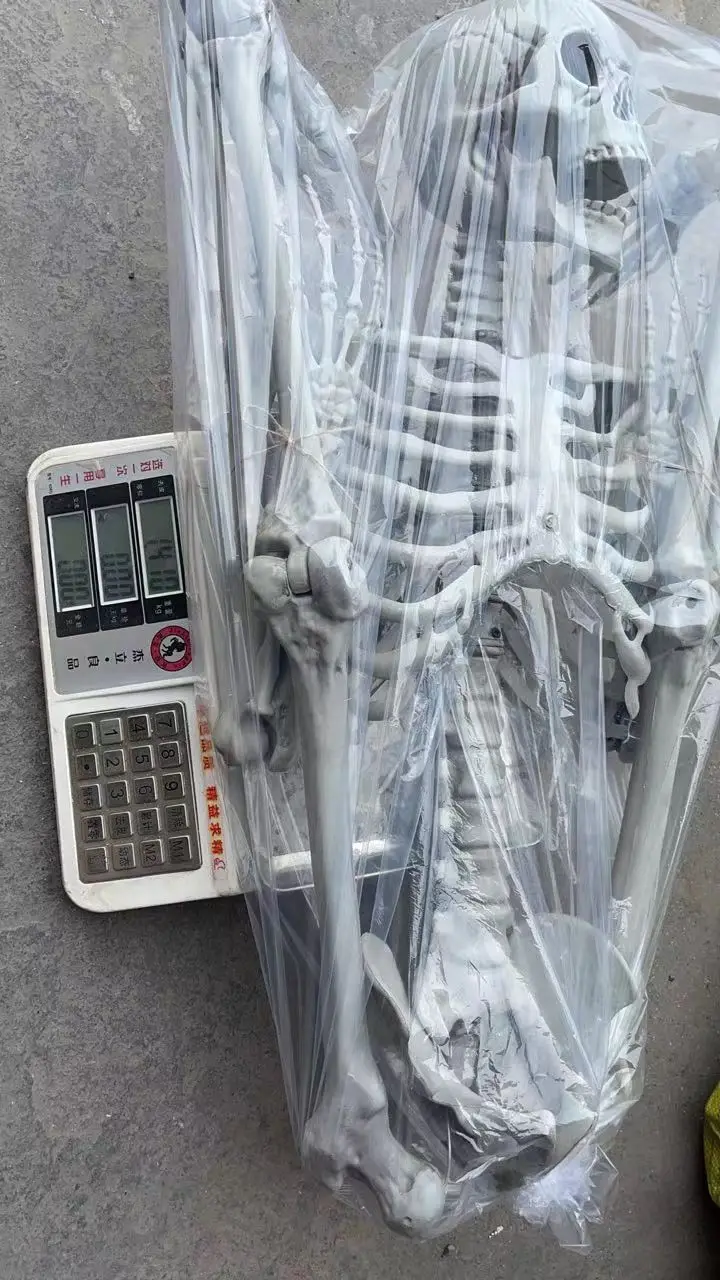 6ft 185cm Pose Skeleton Prop - Realistic Halloween Decor