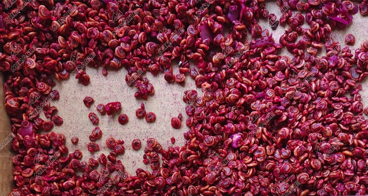 Prickly Pear Fruit Pulping Machine - High Efficiency Oil Production