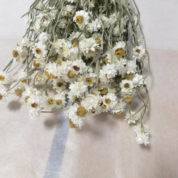 White Daisy Winged Everlasting Plants - Dried Ammobium Alatum