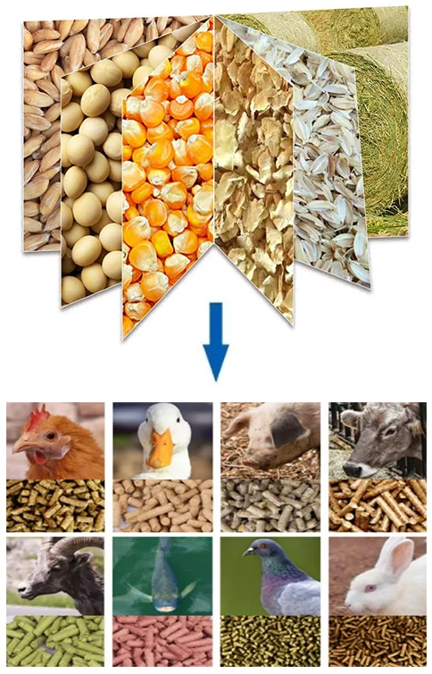 Factory Supply Complete 3-5t/h Animal Feed Chicken Cattle Feed Pellet ...