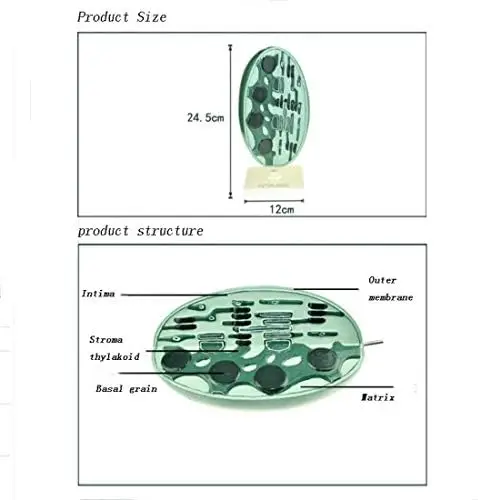 Chloroplast Structure Model Microstructure Biology Teaching Model ...