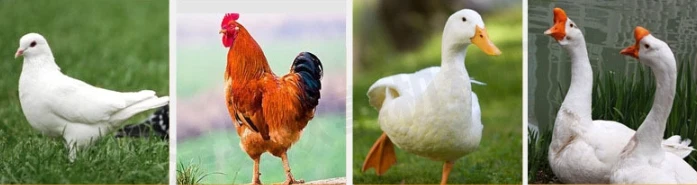 34 Rollers Continuous Chicken Duck Feather Plucker Poultry Animal De ...