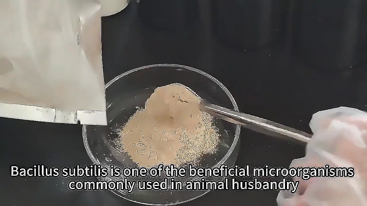 Bacteria Probiótica Bacillus Subtilis Natto Iniciador De Esporas Para ...