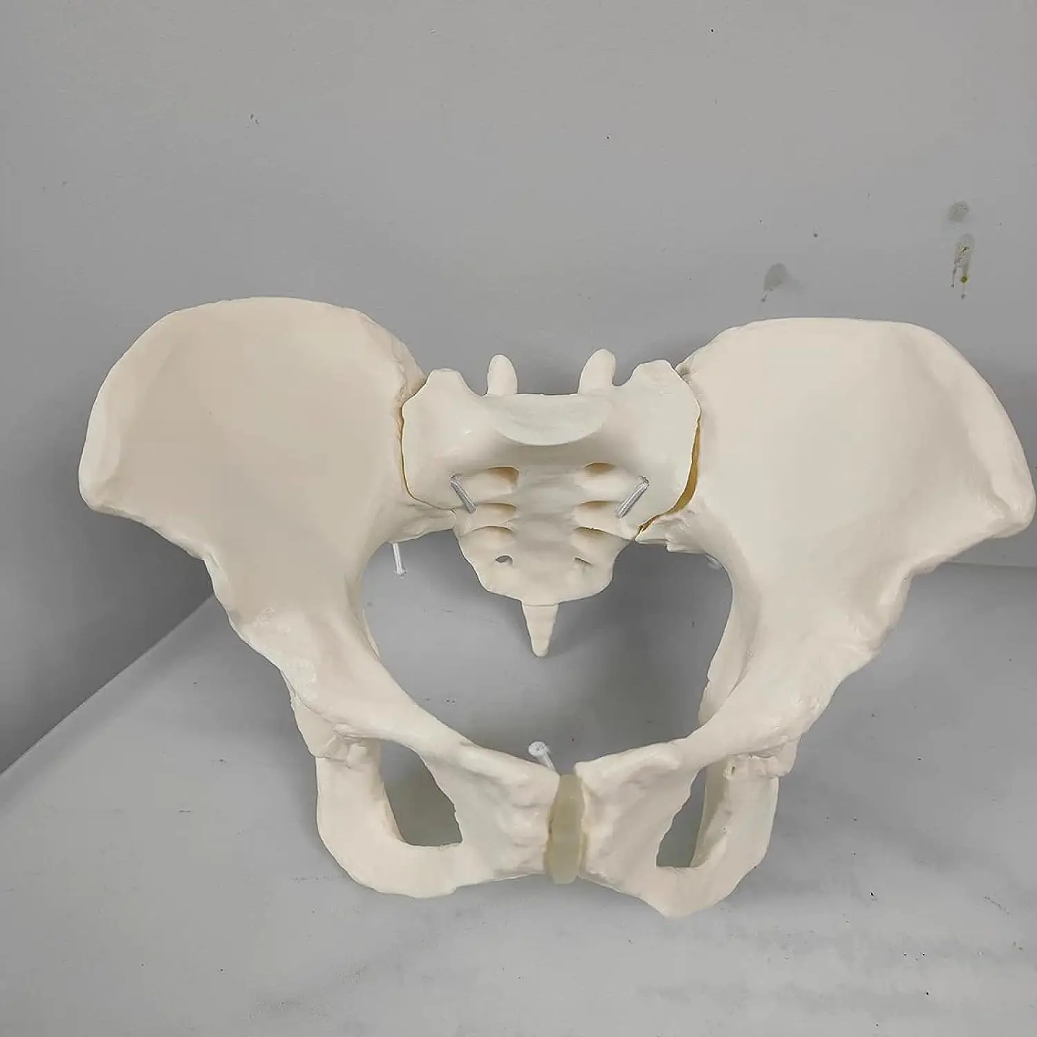 KyrenMed Childbirth Model Set Life-size Female Pelvis Model and Infant ...