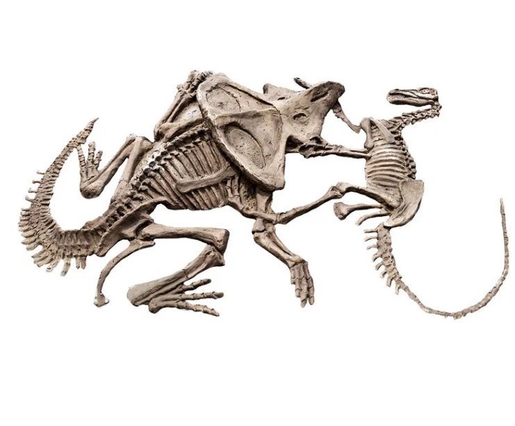 Life Size Skeleton Replicas Model Dinosaur Skeleton Dinosaur Bones For ...