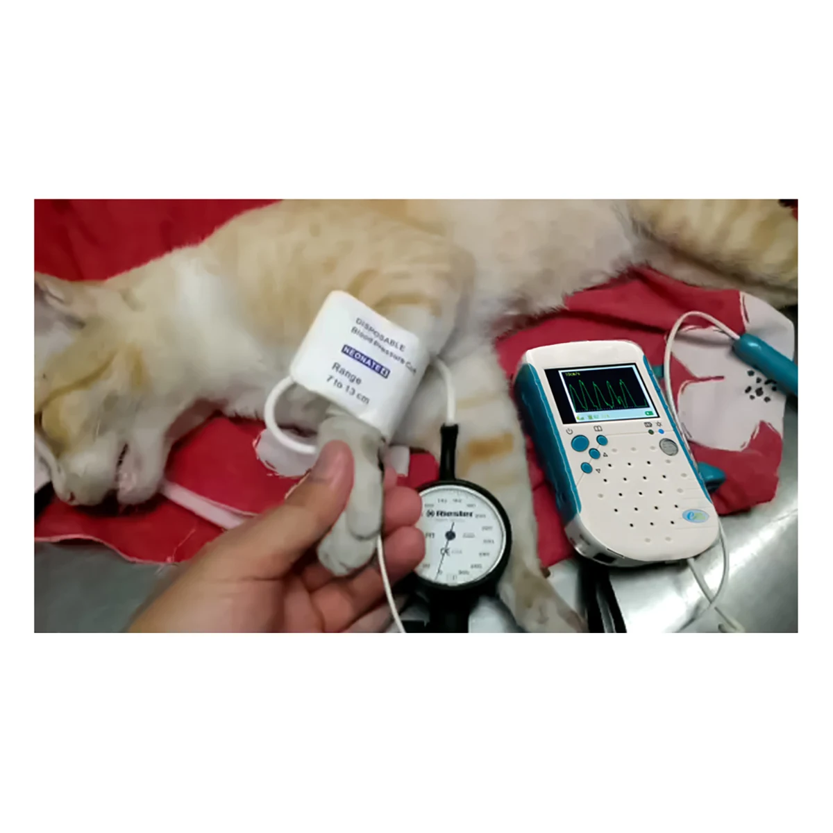 Veterinary Doppler Detector - Reliable Blood Flow Measurement