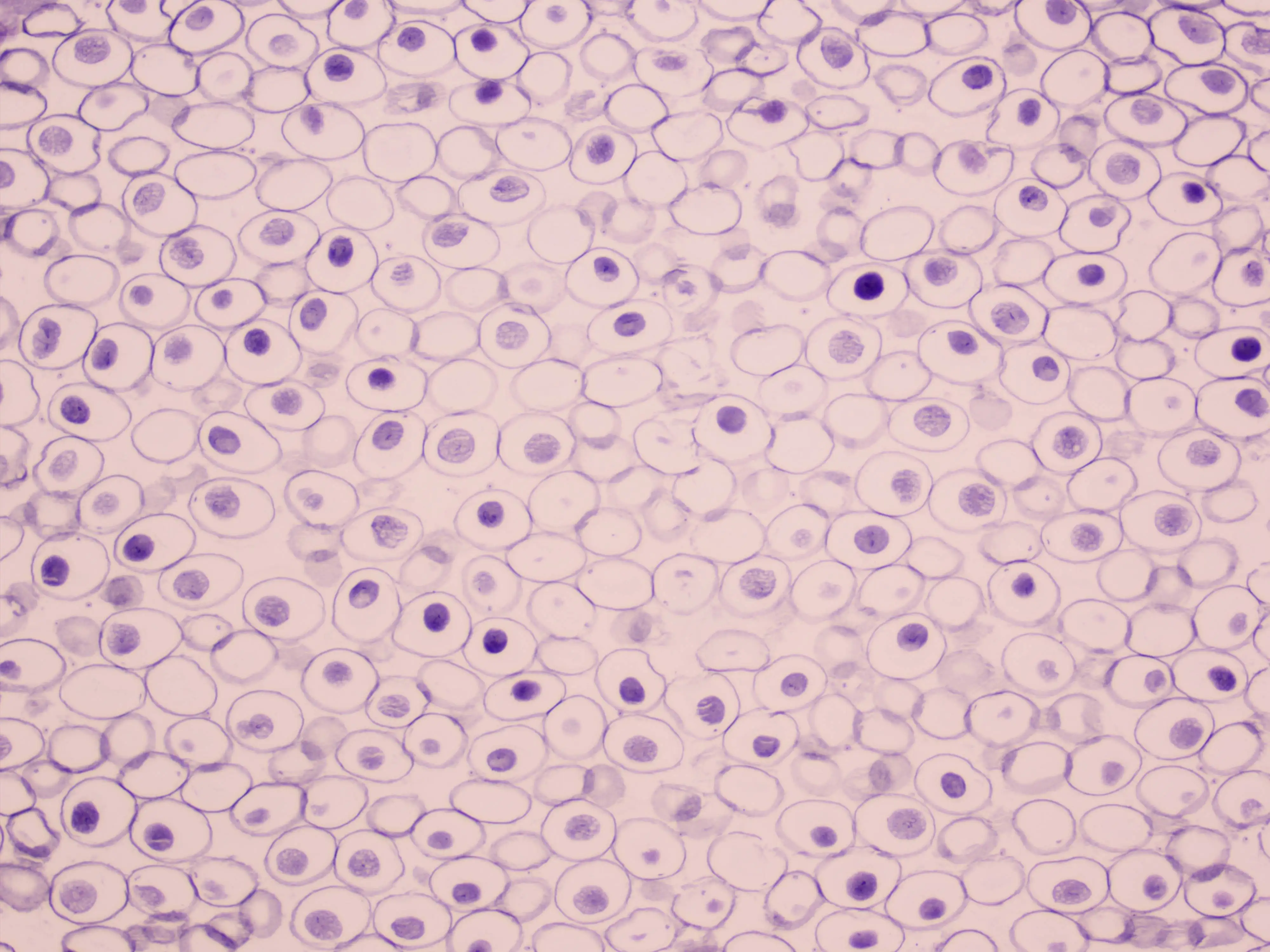 Laboratory Teaching Biological Microscope Slide Set