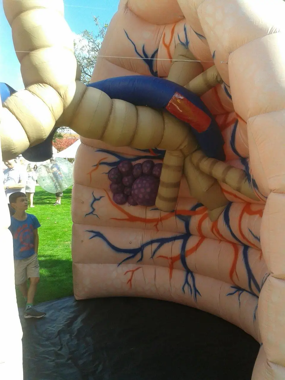 Giant Inflatable Anatomical Lungs Model Medical Inflatables Exhibits ...