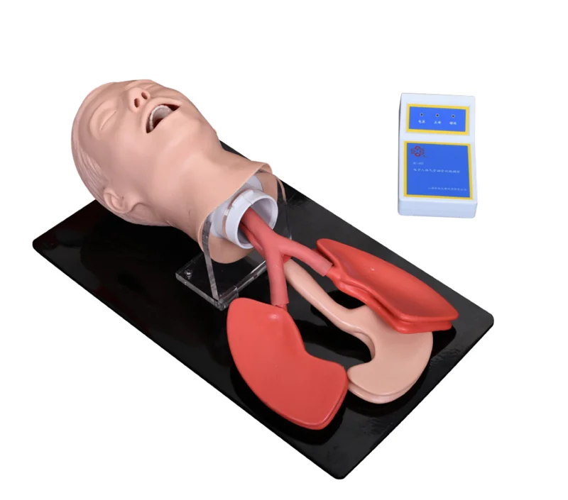 Advanced Human Trachea Intubation Model with Neck Backward Function ...