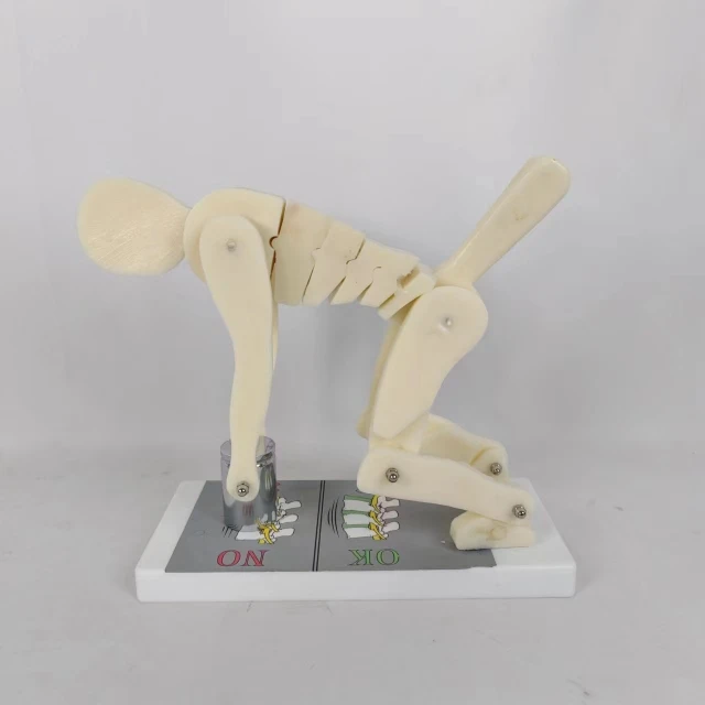 KyrenMed Spine Force Anatomical Model for Weightlifting & Bending ...