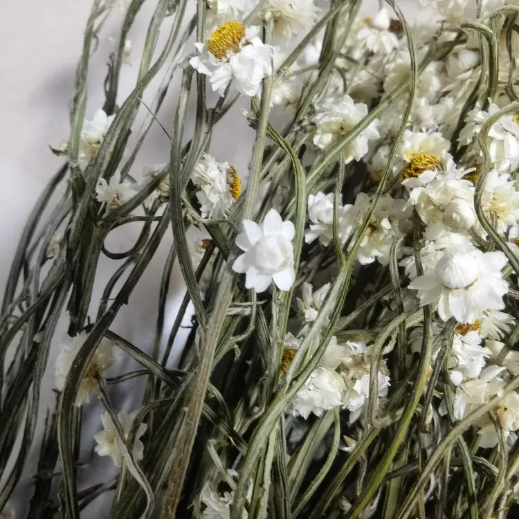 White Daisy Winged Everlasting Plants - Dried Ammobium Alatum