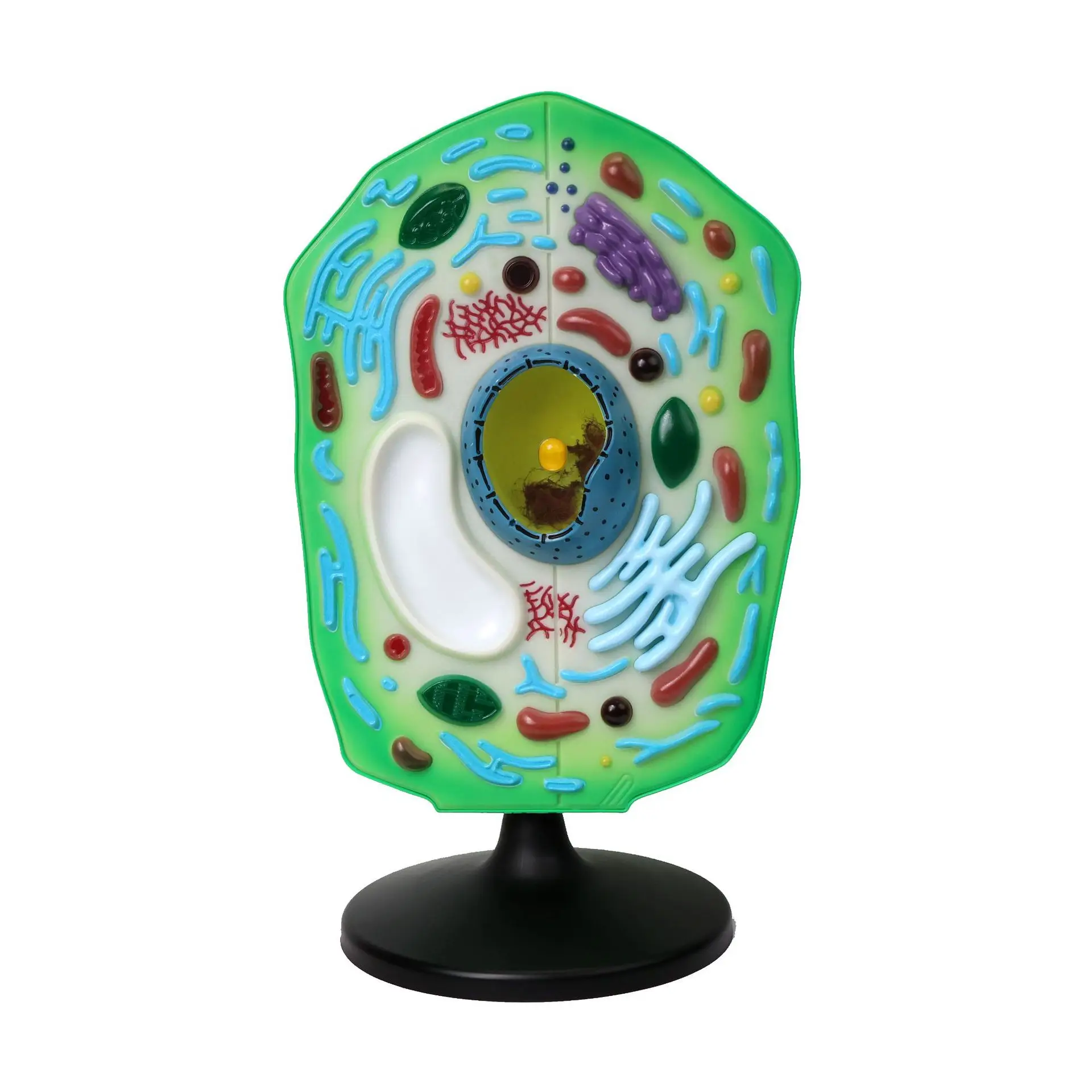 Plant Cell Structure Anatomical Model Biology Teaching Laboratory ...