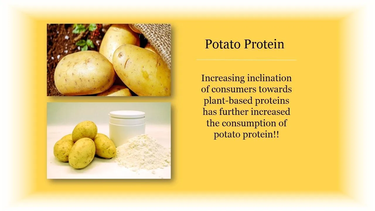 Supply Natural Potato Protein Bulk Potato Protein Powder - Buy Potato ...